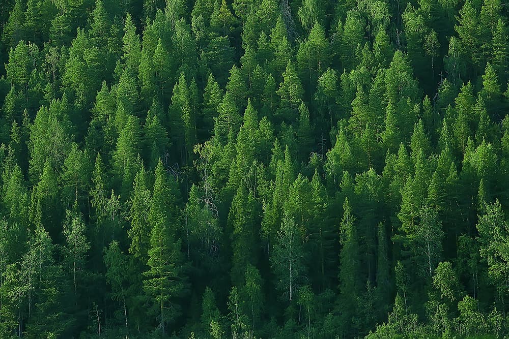 Thermo Pine | Decking Finish, Cladding Finish | Finishes | ODC